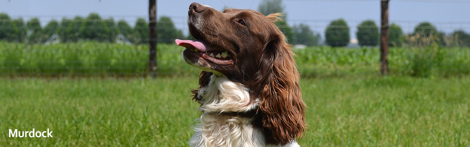 Engelse Springer Spaniël - Kennel van de Hazelberg uit Heeswijk-Dinther