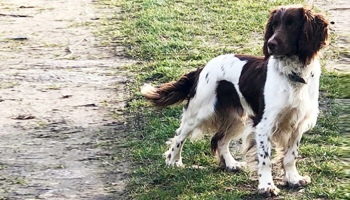 Engelse Springer Spaniëls van Kennel van de Hazelberg.